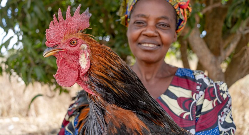 Consider buying a charity chicken this Christmas | SCIAF