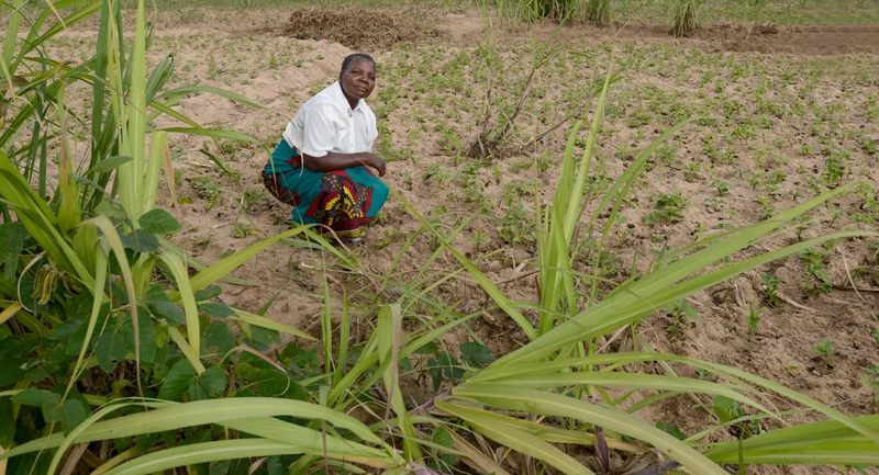 Humanitarian aid for hunger crisis in Malawi | SCIAF